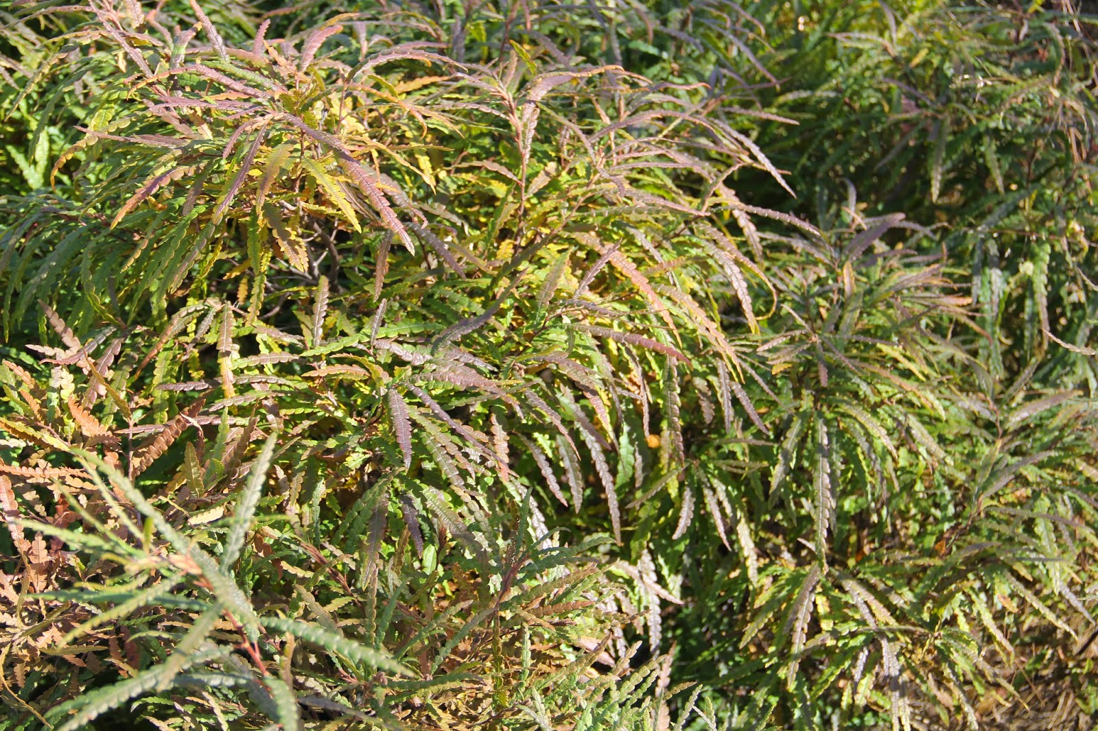 SummerChase Gardens: Sweet Fern