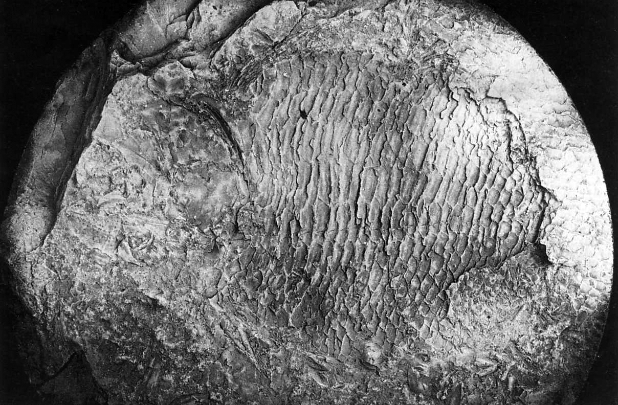 LAND OF THE DEAD: ONE HELL OF A PLACE TO FIND FOSSIL BONES