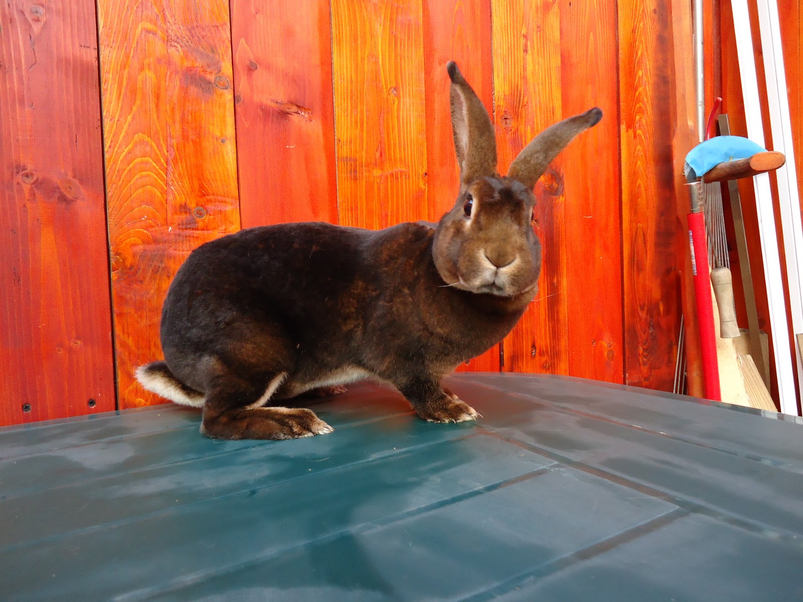 IEPURI DE RASA PURA: REX CASTOR