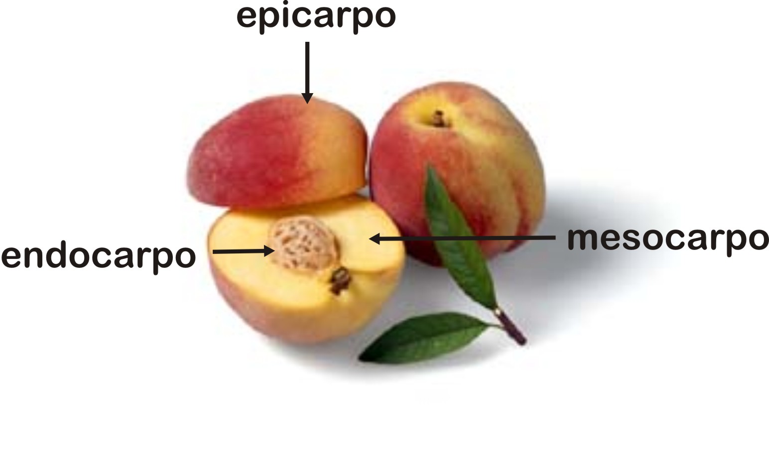 Biologia Pernambucana: Prática 9: Morfologia Externa das Plantas – Frutos