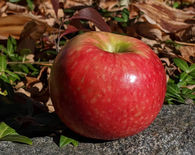 Lucy Rose - Adam's Apples