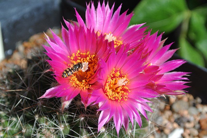 LOPHOPHORA: Snow covered cacti on the balcony - information on the ...