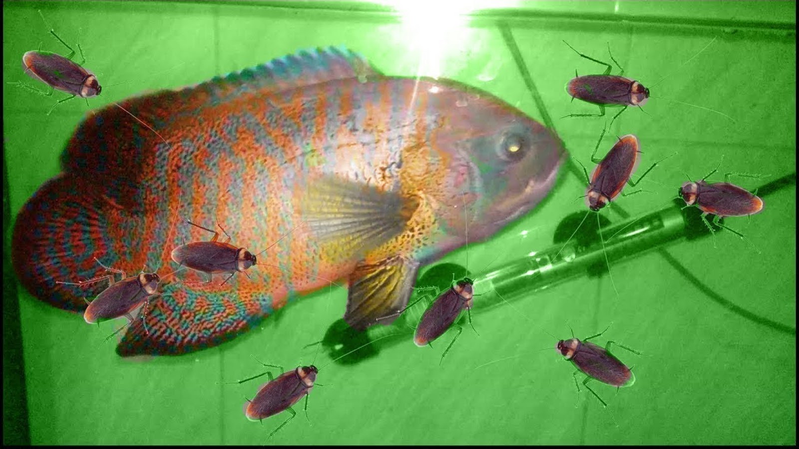Oscar Fish VS Cockroaches