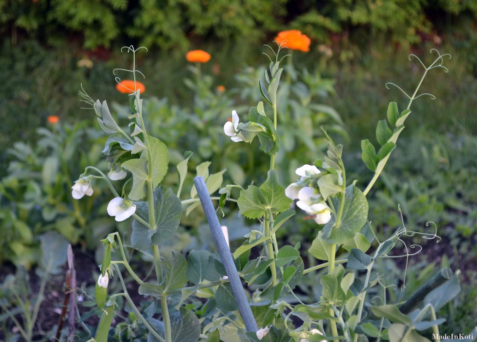 MadeInKoti: Hillojen teko-ohje