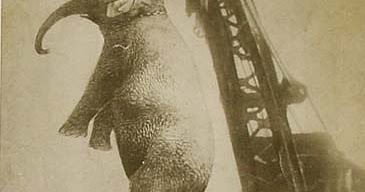 Ξωτικό: Η λυπητερή ιστορία της Murderous Mary, ενός ελέφαντα του ...