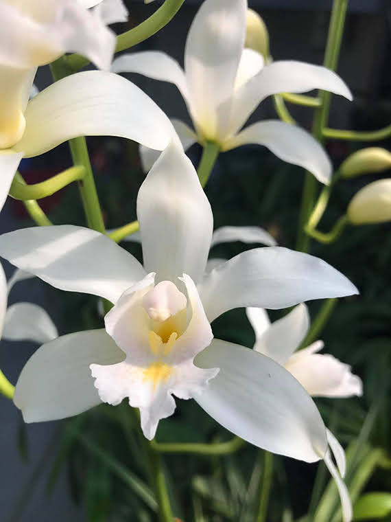 Cymbidium insigne f. album (O'Brien) O.Gruss & M.Wolff