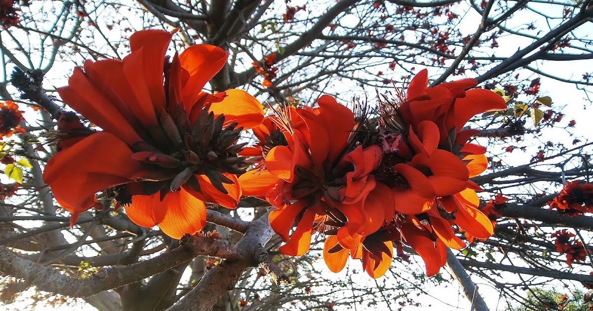 INBUILT LANDSCAPE: The Coast Coral Tree