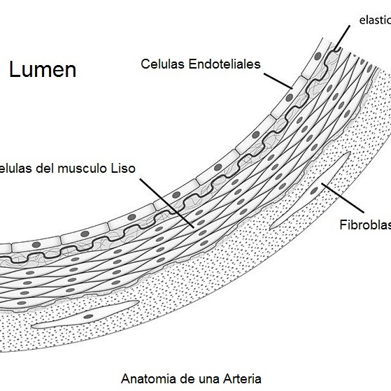 Capítulo 1.B: Niveles de Organización Estructural y Sistemas Corporales