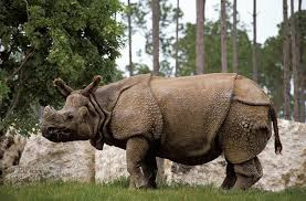 Animal: Java Rhino