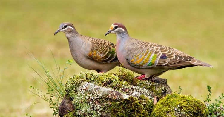 Walking and Unwitting Death Trap: September Bird of the Month