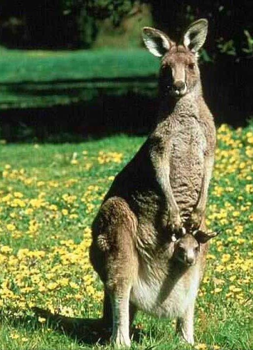 Berbagi Informasi: Ternyata Kangguru Bertahan Hidup karena Diet ...