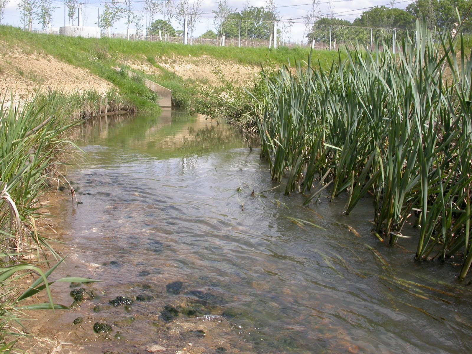 Biodiversity Gatwick: Airport bryology