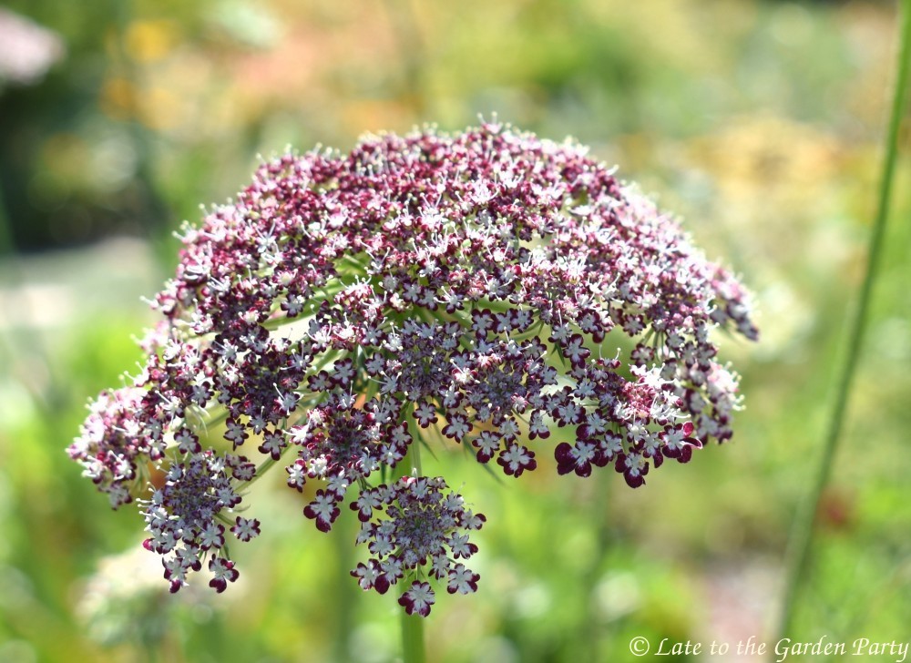 Late to the Garden Party: In a Vase on Monday / Bloom Day Mash-up ...