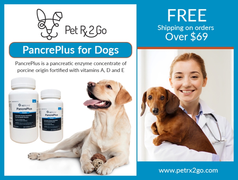 Online Pet Medicine - PetRx2Go: How to improve your dog’s digestive system?