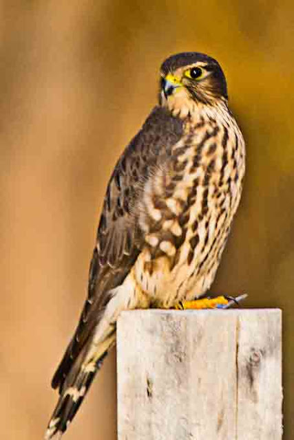 East Gwillimbury CameraGirl: Merlin/Wild Bird
