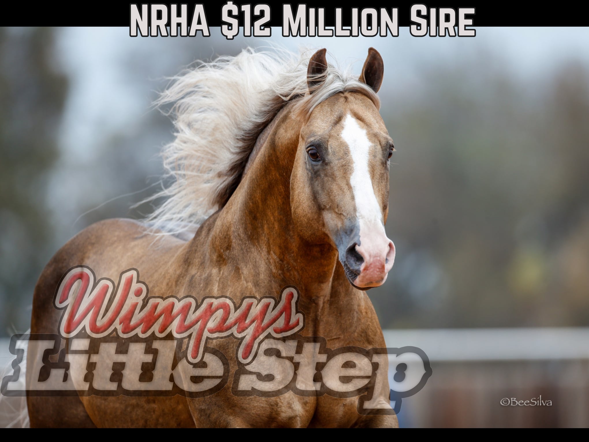 MAURO PENZA REINING NEWS: WIMPYS LITTLE STEP BATTE FORTE: 13 ML DOLLARS ...