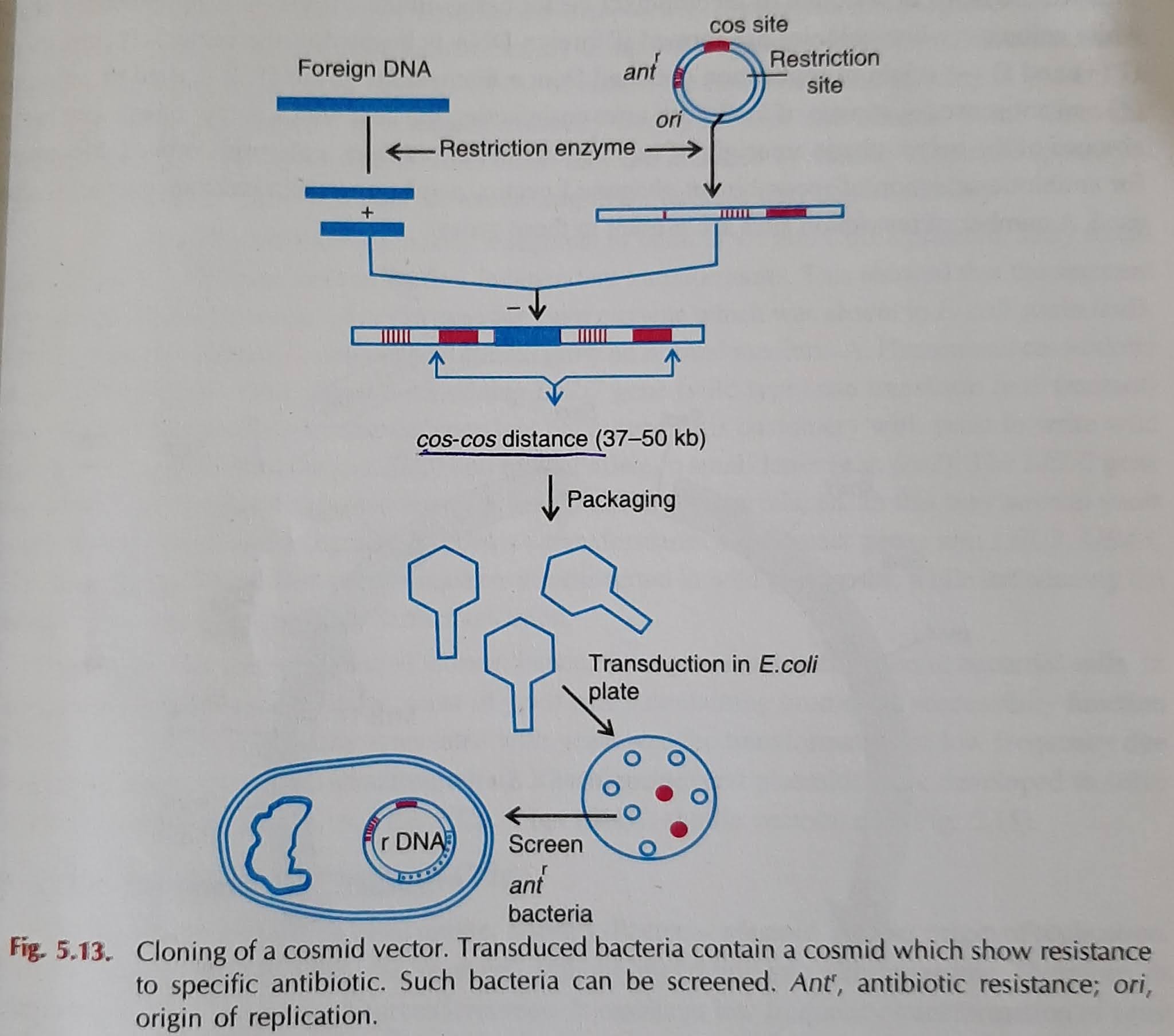 COSMIDS/ what is cosmid