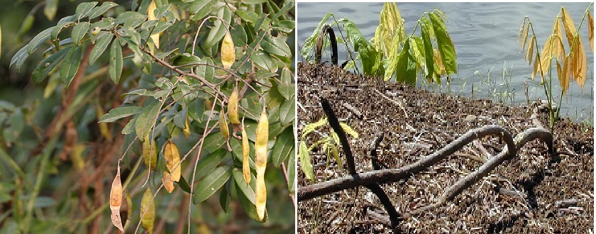 Insecticide Formulations and their Calculation ; A brief Information ...