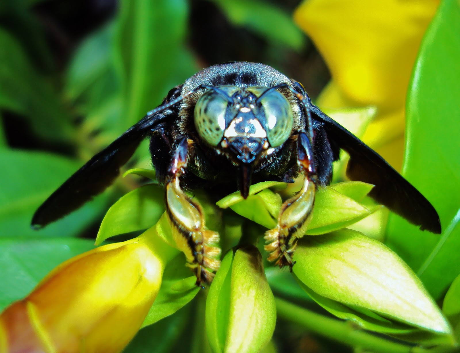 Biodiversity Capiz: Tropical Carpenter Bee