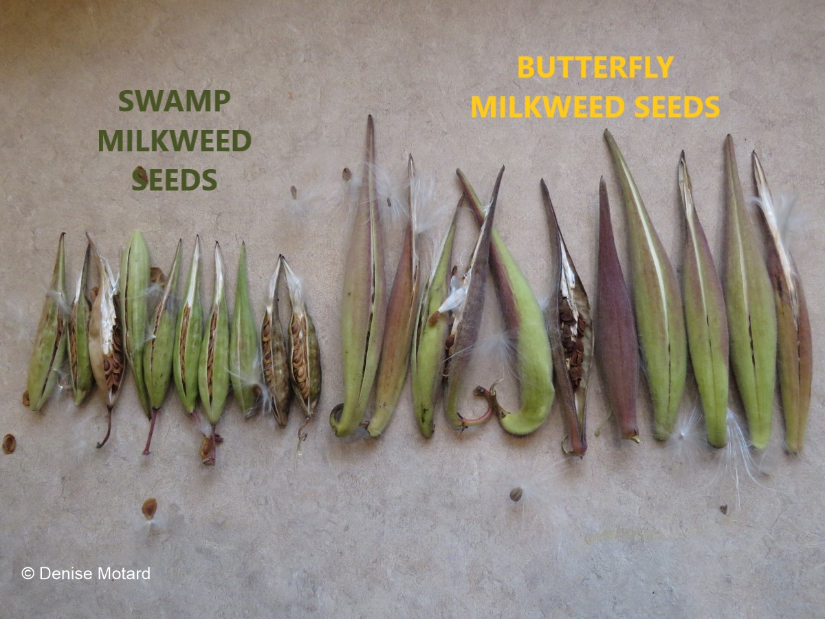 MILKWEED COMPARISONS