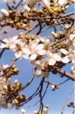 Flora da Caatinga: Barriguda (Ceiba glaziovii)