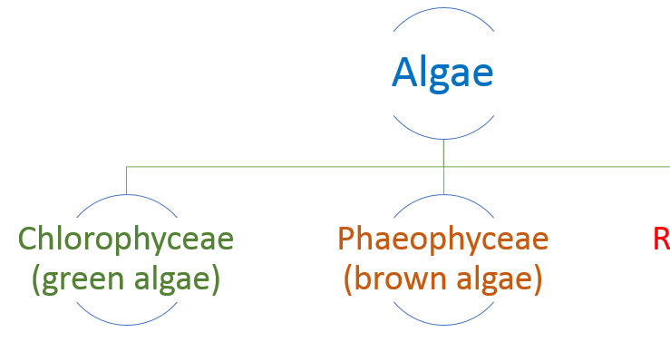Characters Of Algae Explained With Diagram