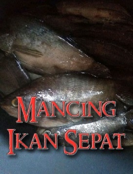 Asiknya Mancing Ikan Sepat Siem (siam) dan Mutiara - ANGLER FISHING