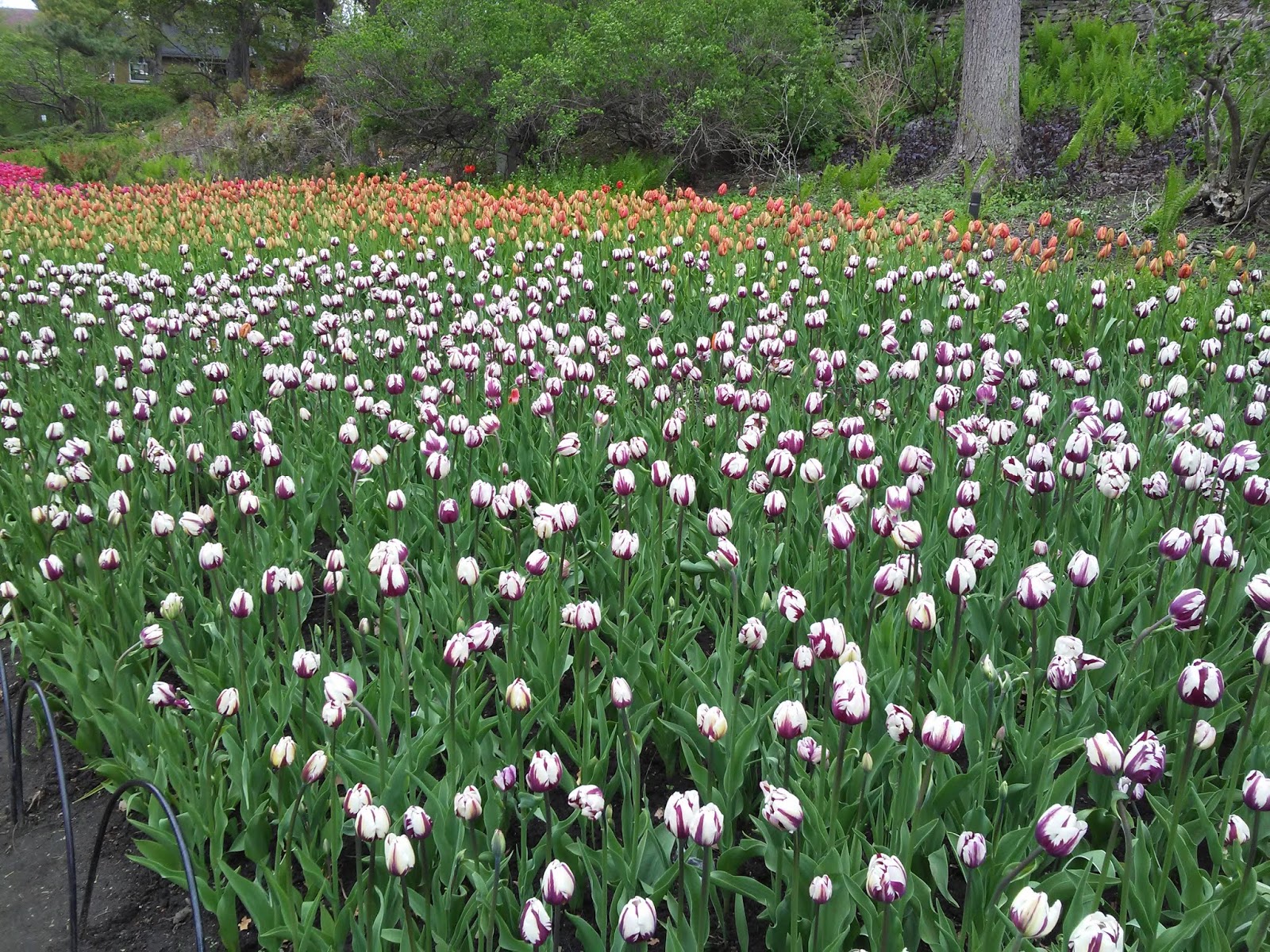 Ottawa Daily Photo: The Flow Of Tulip Beds