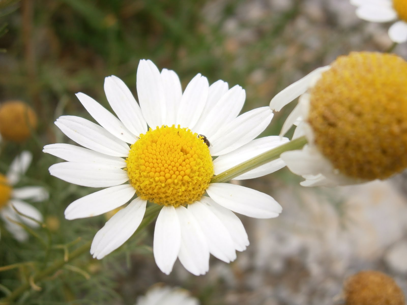 Plantes et Fleurs de mon Jardin: Marguerite