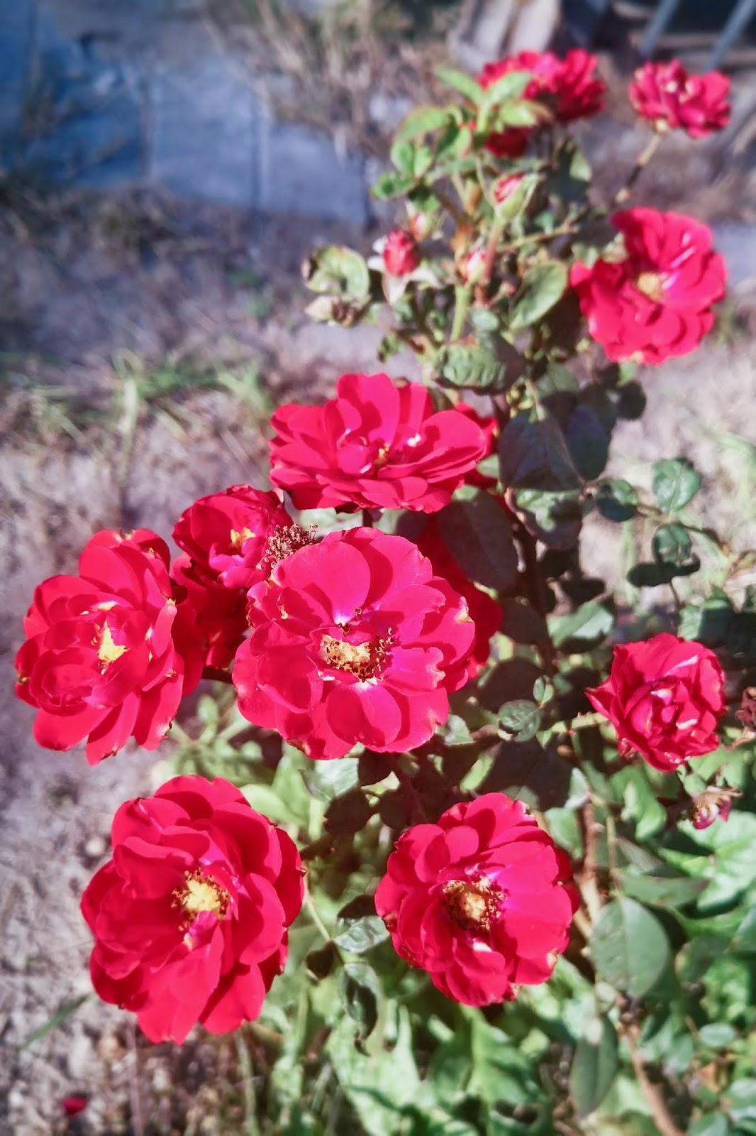 23 pictures of Autumn chrysanthemums and roses - HiArt