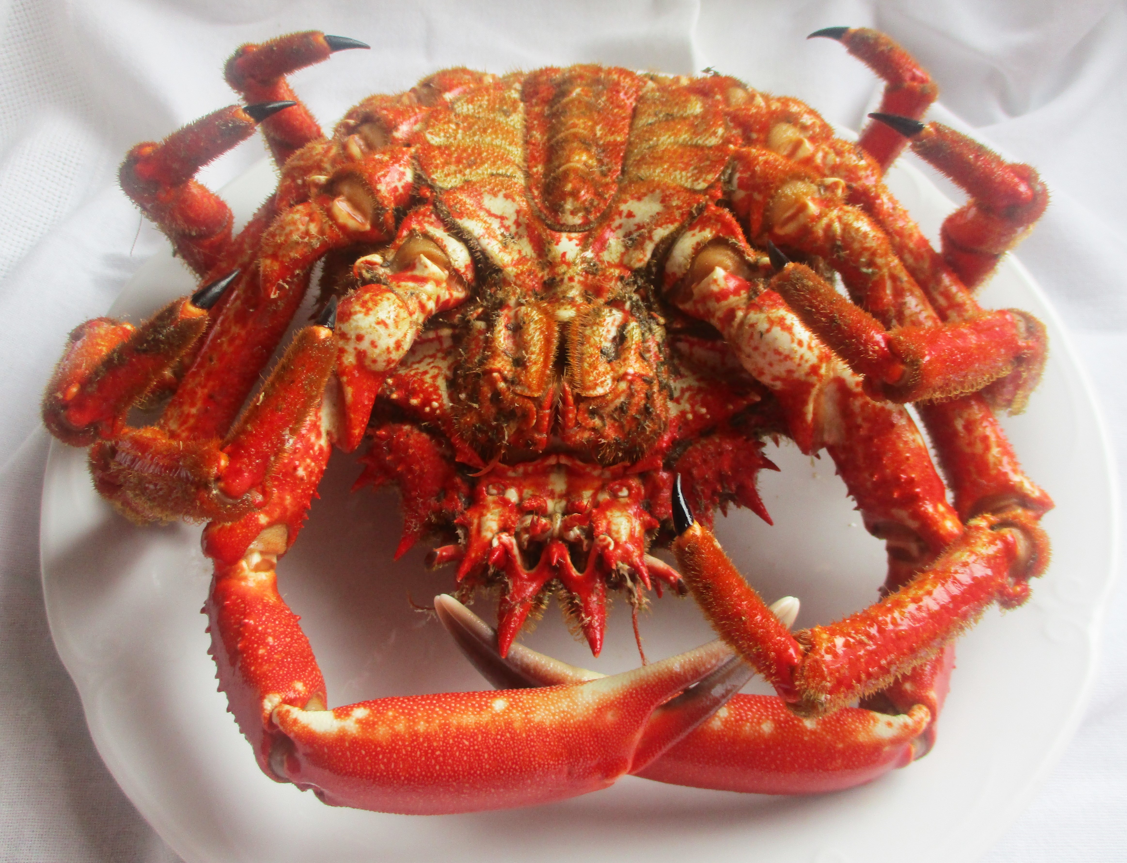 Aquí se cocina: Centollos (centollas) de las rías gallegas