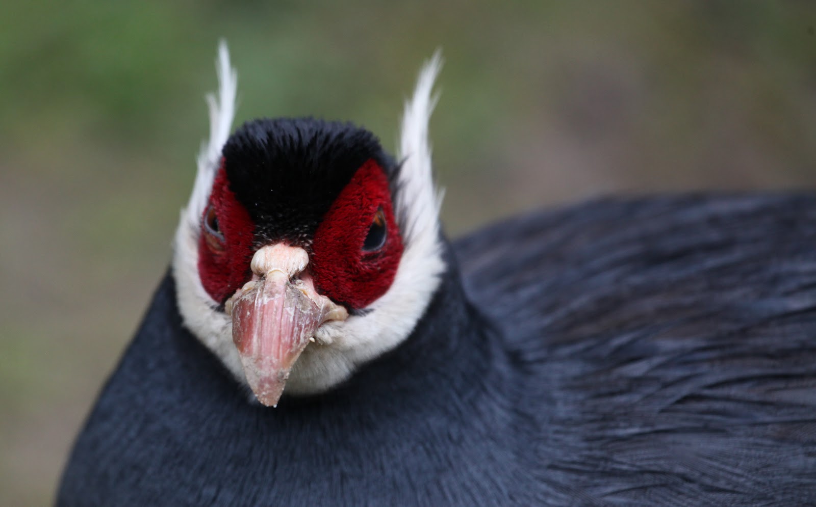 Blog de aves: Instantes alados: Faisán orejudo azul en el Parque de los ...