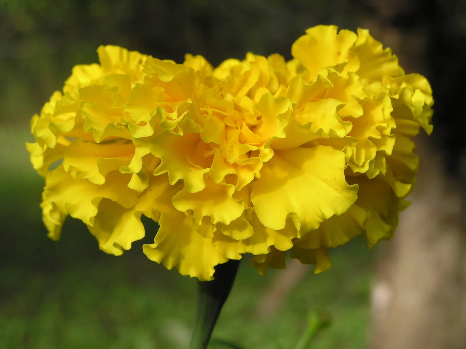 Stara vrtlarica: Kadifice