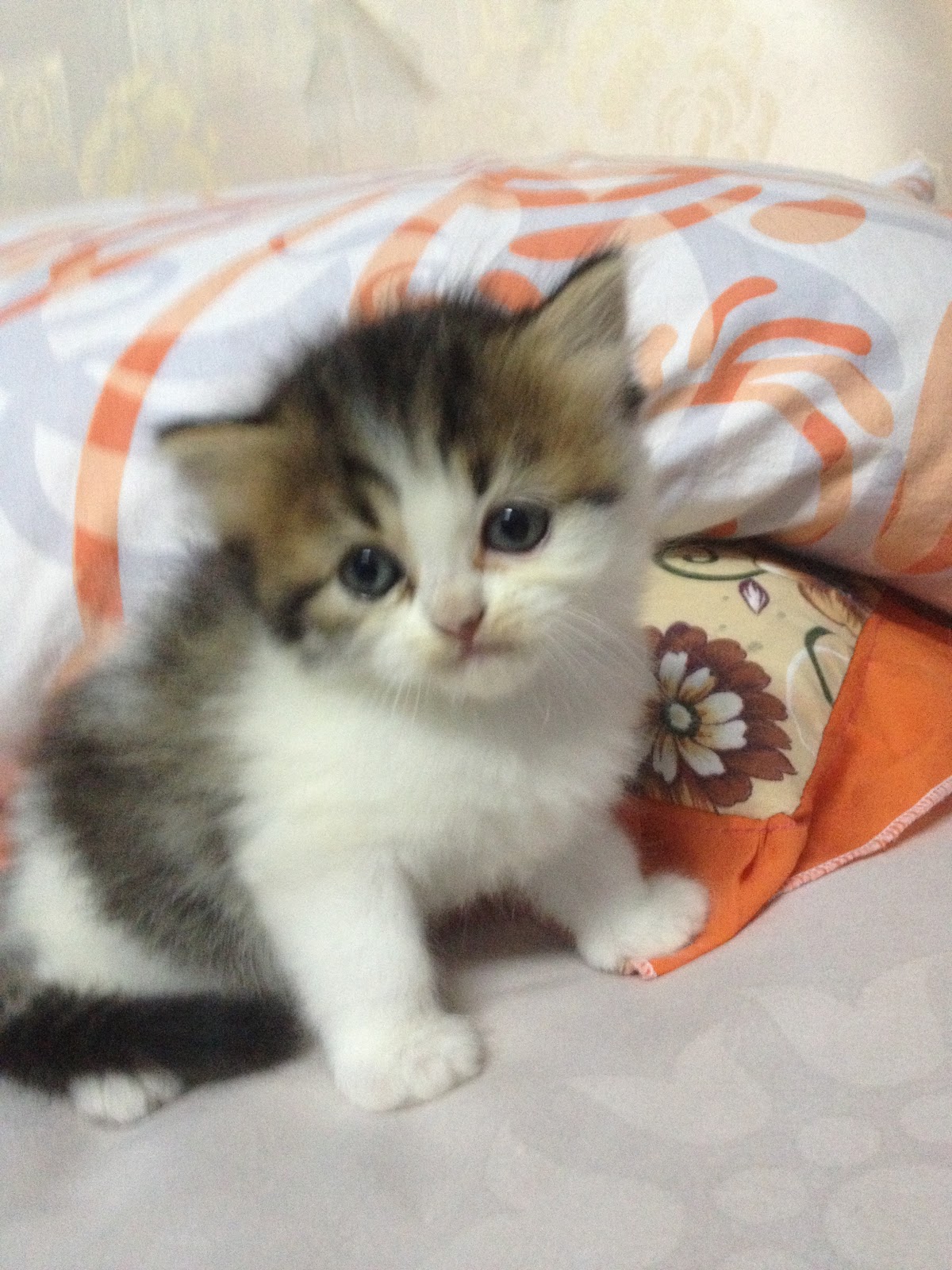 Foto Kucing Comel Imut