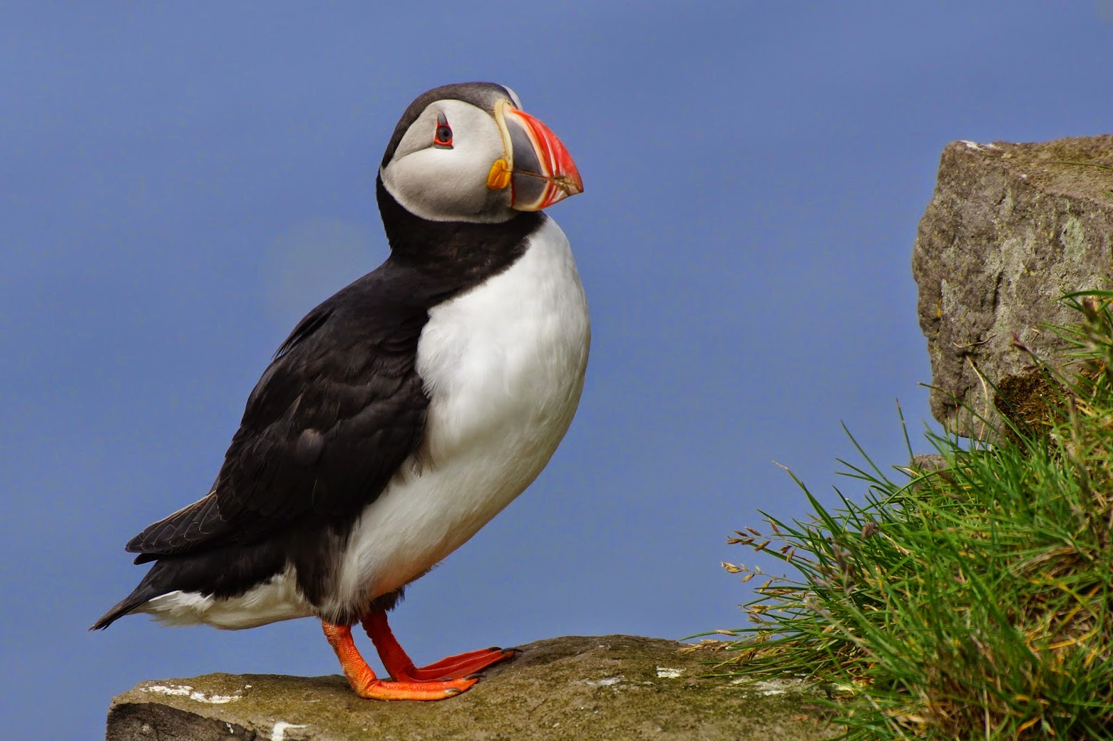 Purbeck Footprints: Focus on the Puffin