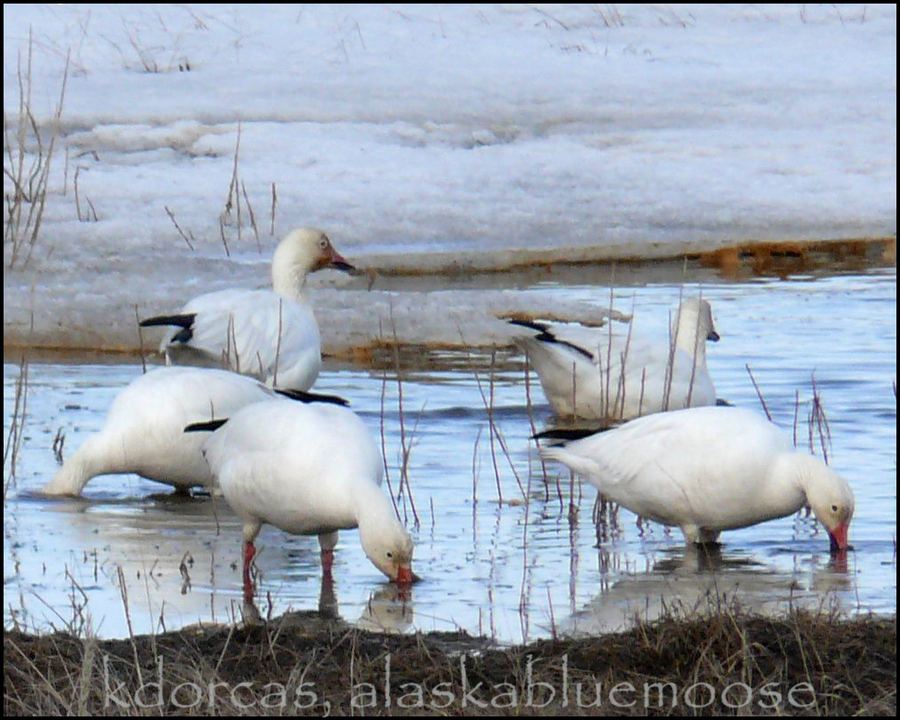 alaska blue moose: Snow Geese