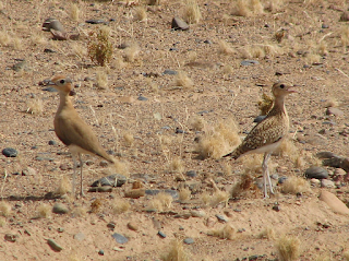 Amagama wee ndidi ngee ndidi zeentaka Ngesi Xhosa