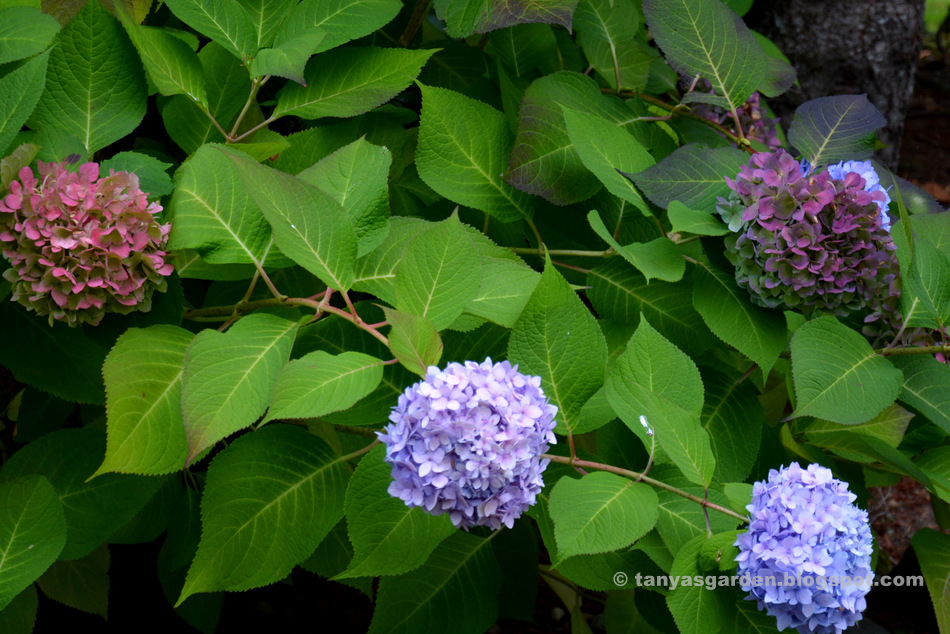 MySecretGarden: Fall Garden Snaps