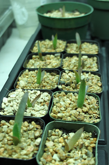 How I Grow Aloe from seed