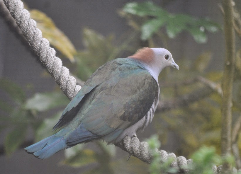 ZOOTOGRAFIANDO (6.100 ANIMALS): DÚCULA VERDE / GREEN IMPERIAL-PIGEON ...