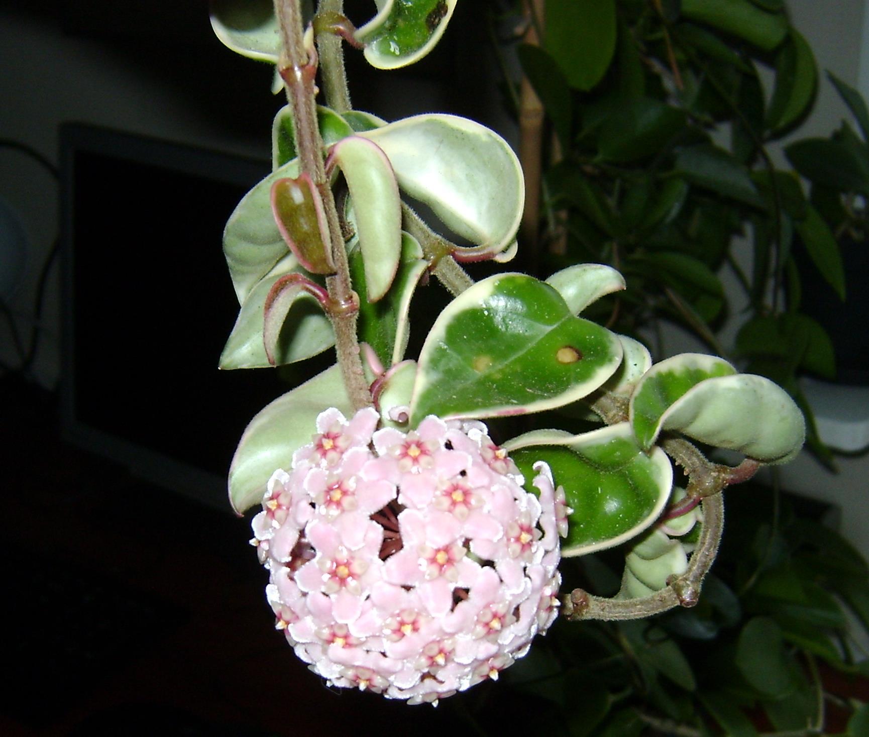 Gerrit's Hoya flowers: Hoya compacta en Hoya compacta 'Regalis' en ...