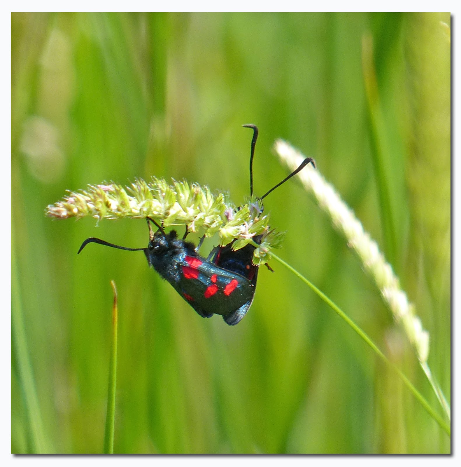 Wild and Wonderful: Butterflies and Moths ~ Burnet Moth at Carlton Marshes