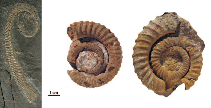 The Magic cafe: Первый аммонит