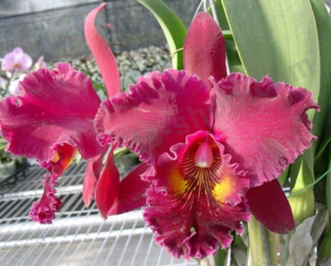 Brassolaeliocattleya Chia Lin 'New City' AM/AOS
