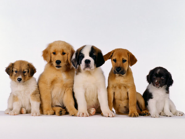 7 Jenis Anjing yang Paling Imut, gemas, dan Lucu yang Bisa Anda ...