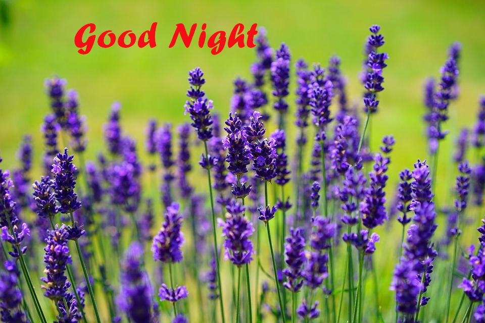 Top 10 Good Night Images greating Pictures,Photos for Whatsapp-Facebook ...