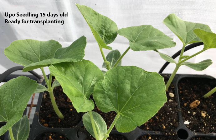 Upo (Bottle Gourd) Cultivation Guide: All You Need to Know in Planting ...