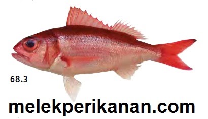 Ikan Bagong, Kakap Pasifik Atau Pacific Ruby Snapper (Etelis cf ...