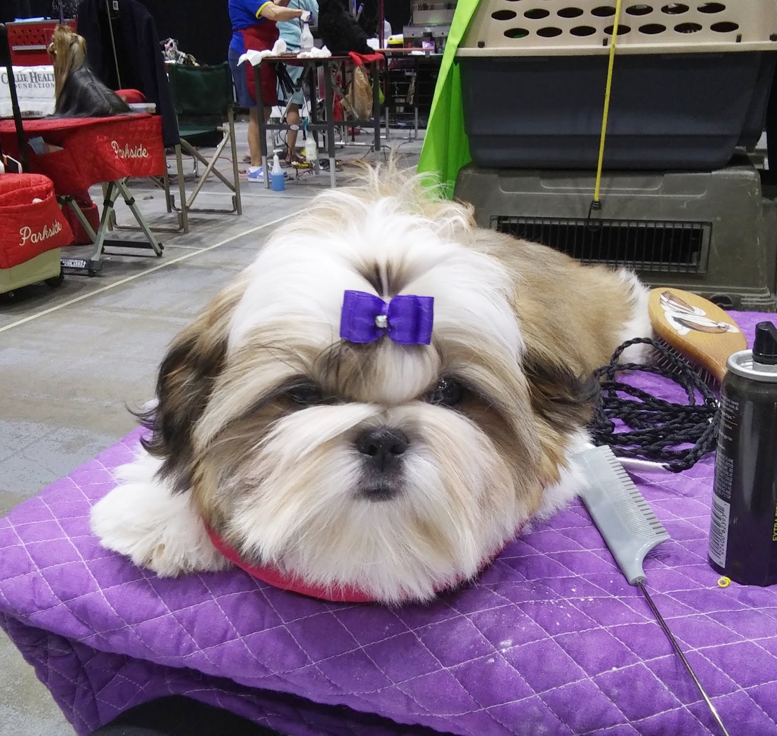Shih Tzu Breeders in Florida | Puppies for Sale | Devalon ShihTzu : My ...