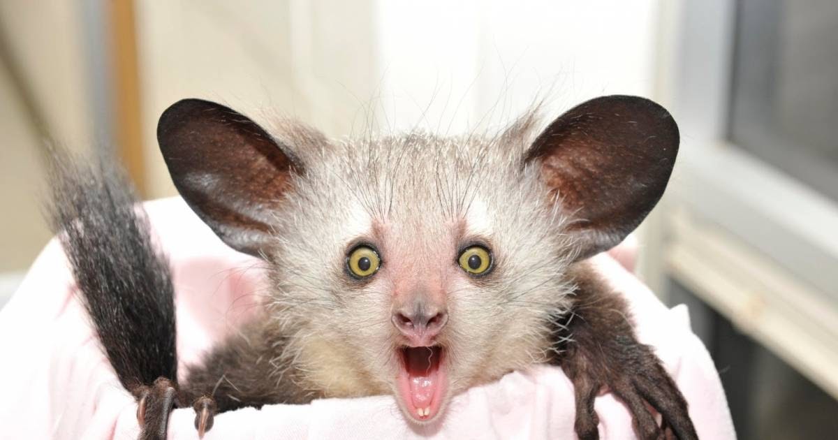 Weird Animals That You Won t Believe Are Real Prodinr weird-animals-that-you-won-t-believe-are-real-prodinr